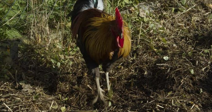 Kogut Images – Browse 1,412 Stock Photos, Vectors, and Video | Adobe Stock