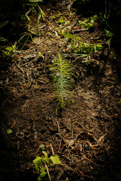 Renacer Images – Parcourir 405 le catalogue de photos, vecteurs et ...