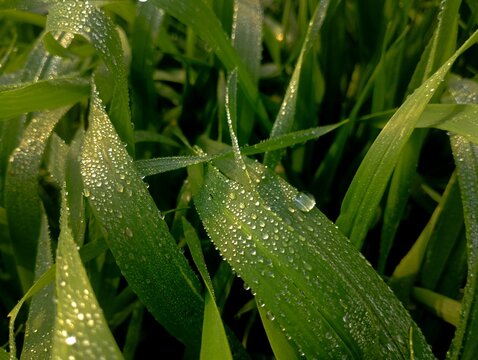 Water On Grass Wallpaper