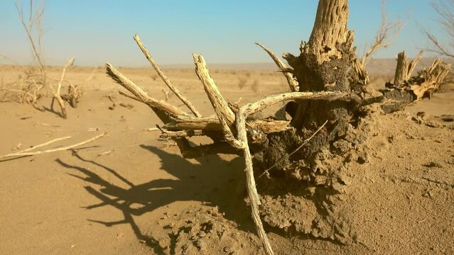 รูปภาพPsammophytes – เลือกดูภาพถ่ายสต็อก เวกเตอร์ และวิดีโอ9 | Adobe Stock