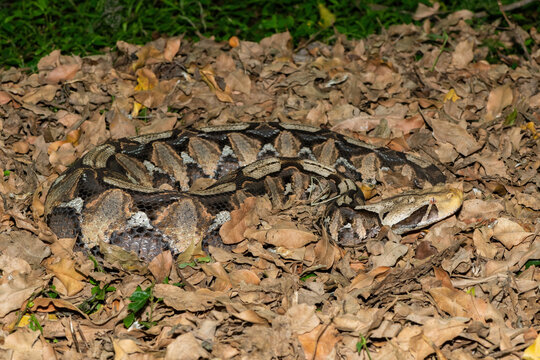"Bitis Gabonica"-Bilder: Stock-Fotos & -Videos. | Adobe Stock