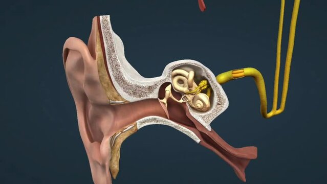 "Ear Canal" Images – Browse 2,215 Stock Photos, Vectors, and Video ...