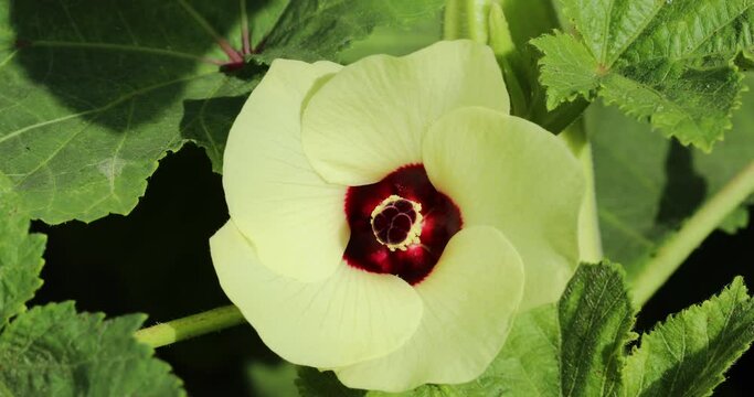 Okra Flower Images – Browse 3,176 Stock Photos, Vectors, and Video ...