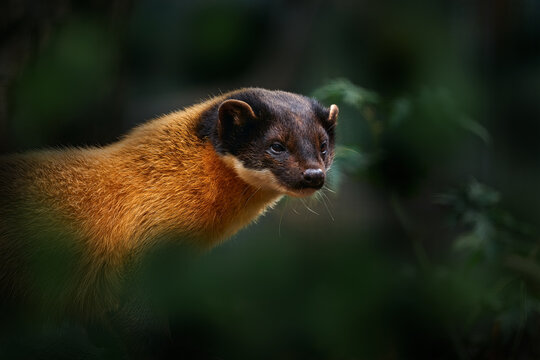 "Yellow-Throated Marten" Images – Browse 135 Stock Photos, Vectors, and ...