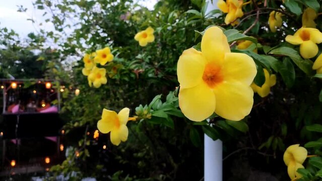 "Allamanda Cathartica" Images – Browse 3,283 Stock Photos, Vectors, and ...