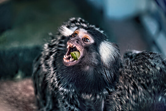 Marmoset Monkey Images – Browse 8,921 Stock Photos, Vectors, and Video ...