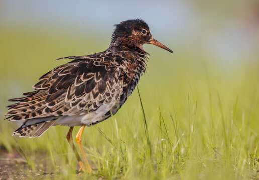 Brushane bilder – Bläddra bland 5,470 stockfoton, vektorer och videor ...