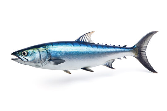King Fish"」の写真素材 | 653件の無料イラスト画像 | Adobe Stock