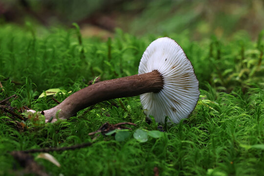 "Milk Cap" Bilder – Durchsuchen 5,504 Archivfotos, Vektorgrafiken und ...