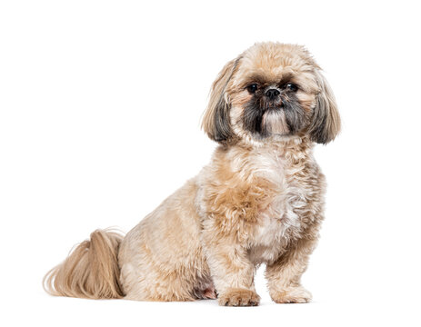 "Shih Tsu" Images – Browse 47,149 Stock Photos, Vectors, and Video ...