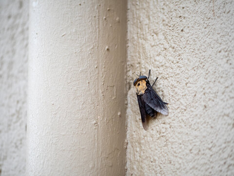 Dasselfliege Bilder – Durchsuchen 610 Archivfotos, Vektorgrafiken und ...