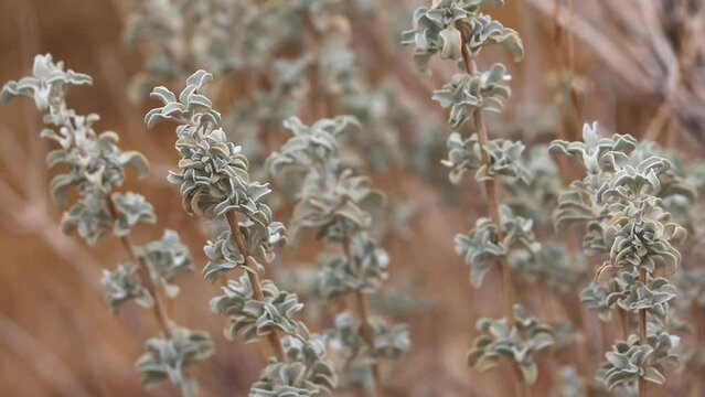 「Lamiaceae」の写真素材 | 26,372件の無料イラスト画像 | Adobe Stock