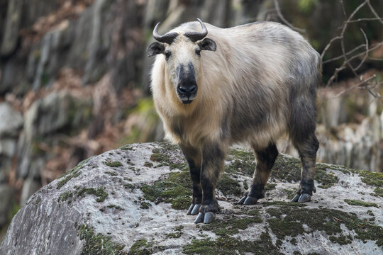 "Sichuan Takin" Images – Browse 275 Stock Photos, Vectors, and Video ...