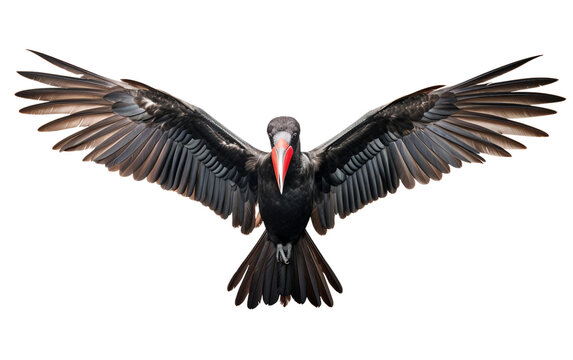 Frigate-Bird-Bilder: Stock-Fotos & -Videos. | Adobe Stock