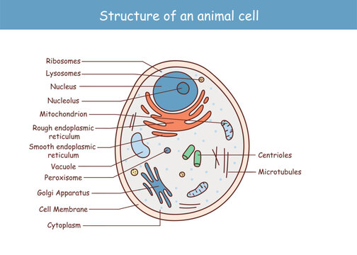 Animal Cell Diagram Y9