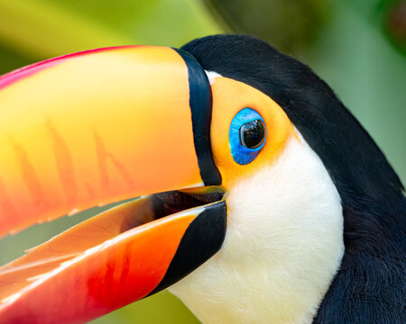 Tucano Bilder – Durchsuchen 2,303 Archivfotos, Vektorgrafiken und ...