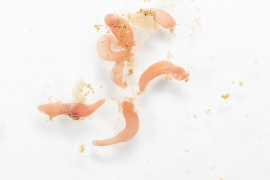 Anisakiasis Images – Browse 118 Stock Photos, Vectors, and Video ...