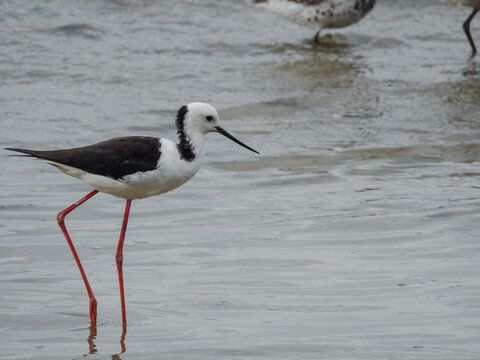 "Pied Stilt" Images – Browse 1,969 Stock Photos, Vectors, and Video ...