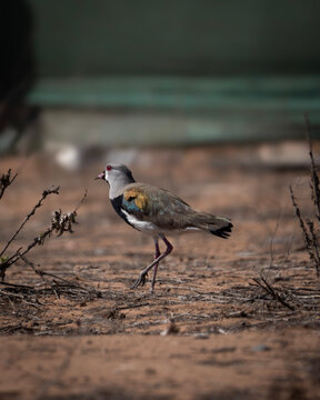 "Southern Lapwing" Images – Browse 2,021 Stock Photos, Vectors, and Video | Adobe Stock