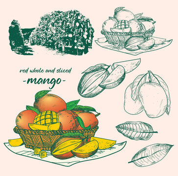 "Alphonso Mango" Images – Browse 896 Stock Photos, Vectors, and Video ...