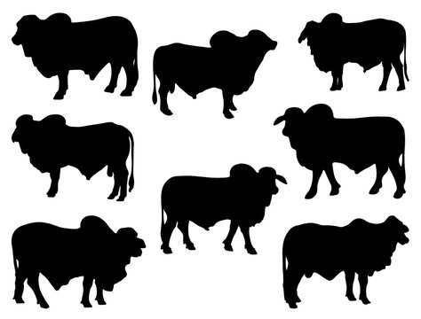 "Bull Vector" Images – Browse 1,492 Stock Photos, Vectors, and Video ...