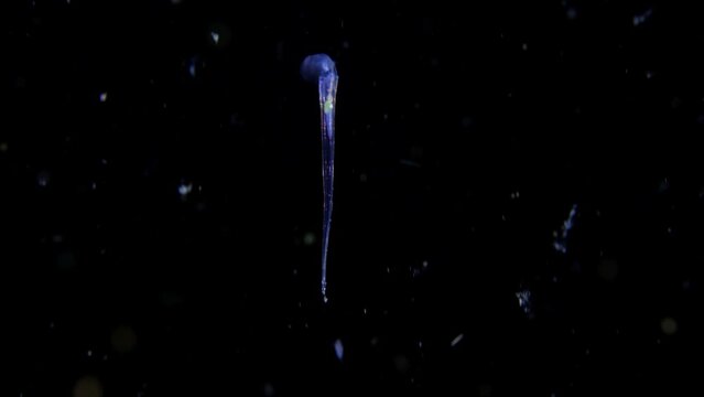 Clava Images – Browse 870 Stock Photos, Vectors, and Video | Adobe Stock