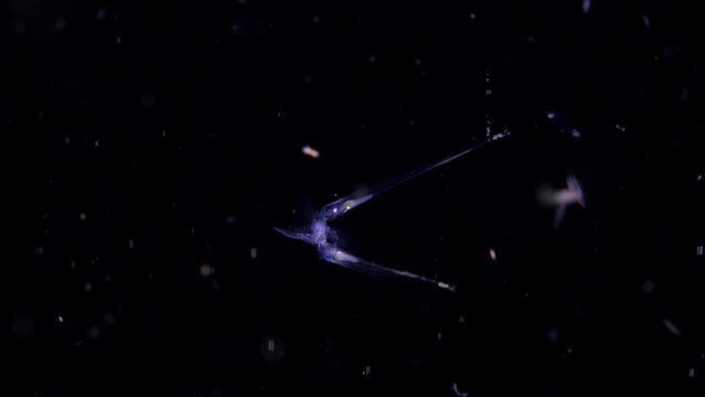 Clava Images – Browse 643 Stock Photos, Vectors, and Video | Adobe Stock