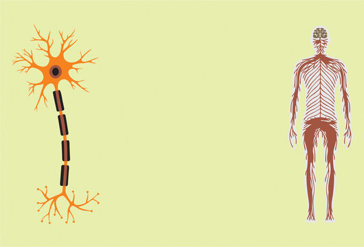 Spinal Cord Cartoon Images – Browse 621 Stock Photos, Vectors, and ...