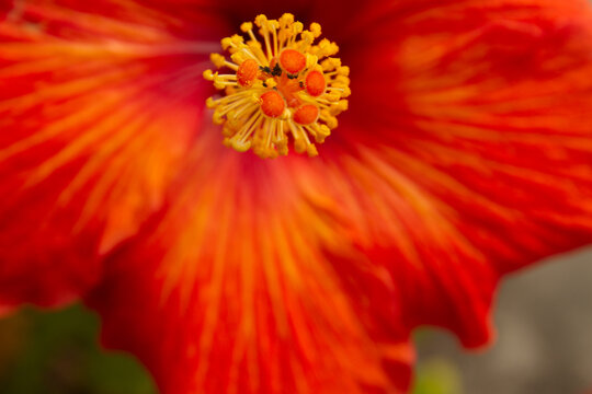 Chembarathi Images – Browse 30 Stock Photos, Vectors, and Video | Adobe ...