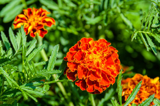 "Tagetes Erecta" Images – Browse 12,870 Stock Photos, Vectors, and ...