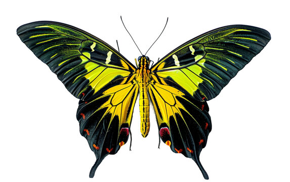 "Birdwing Butterfly" Bilder – Durchsuchen 690 Archivfotos ...