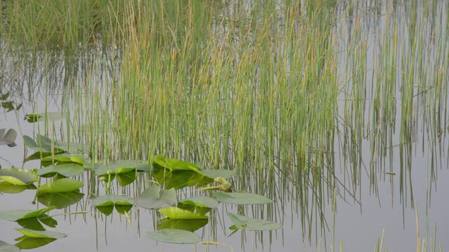 Sawgrass Images – Browse 2,534 Stock Photos, Vectors, and Video | Adobe ...