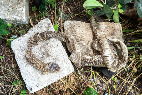 「蛇脱皮」の写真素材 | 1,859件の無料イラスト画像 | Adobe Stock