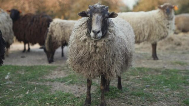 Owca Imagens – Procure 2,857 fotos, vetores e vídeos | Adobe Stock