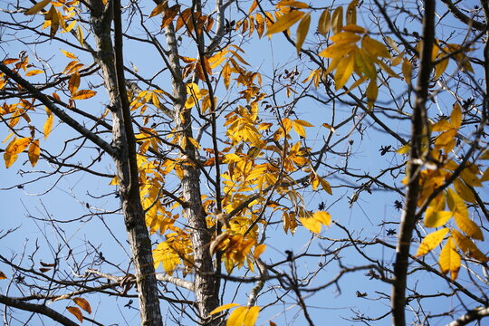 "Tree Of Heaven" Images – Browse 13,883 Stock Photos, Vectors, and ...