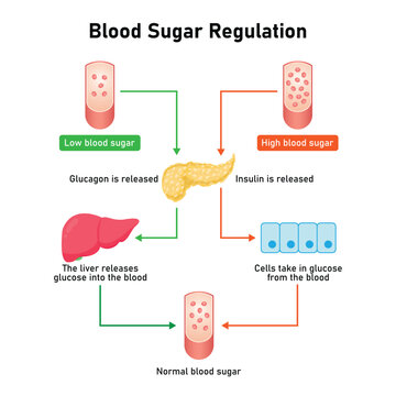 「Glycohemoglobin」の写真素材 | 1,068件の無料イラスト画像 | Adobe Stock