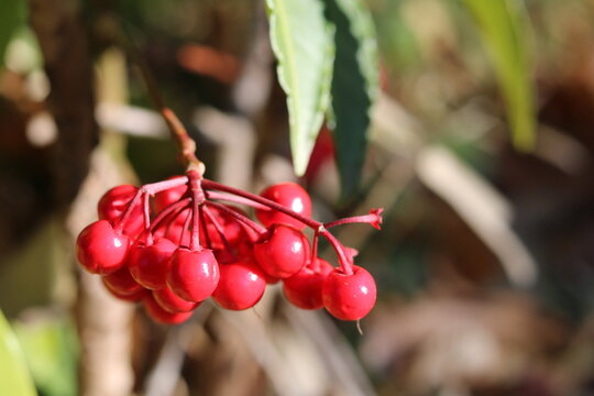 Spiceberry Bilder – Durchsuchen 3,607 Archivfotos, Vektorgrafiken und ...