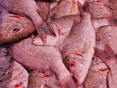Imágenes de "Fish Sale": descubre bancos de fotos, ilustraciones ...