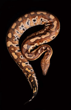 "Sumatran Blood Python" Images – Browse 355 Stock Photos, Vectors, and ...