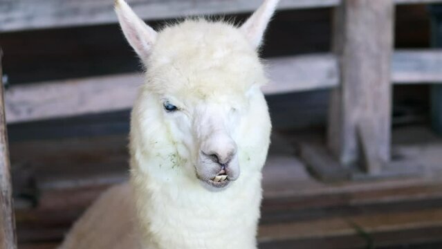 Apaca Bilder – Durchsuchen 36 Archivfotos, Vektorgrafiken und Videos ...