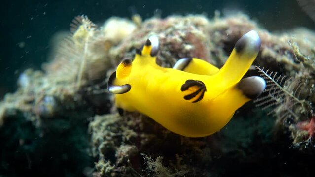 Obrázky Pikachu – procházejte fotografie, vektory a videa 2,321 | Adobe ...