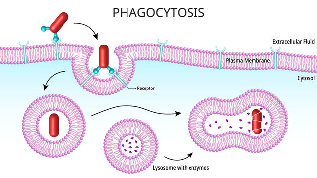 Phagocyte Diagram