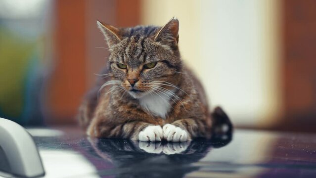 Shite Images – Browse 1,273 Stock Photos, Vectors, and Video | Adobe Stock