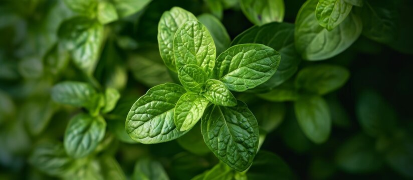 Menth Images – Browse 29 Stock Photos, Vectors, and Video | Adobe Stock