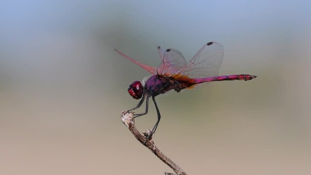 Partenza Images – Browse 3,876 Stock Photos, Vectors, and Video | Adobe ...