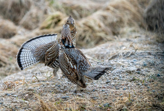 "Ruffed Grouse" Images – Browse 1,125 Stock Photos, Vectors, and Video ...
