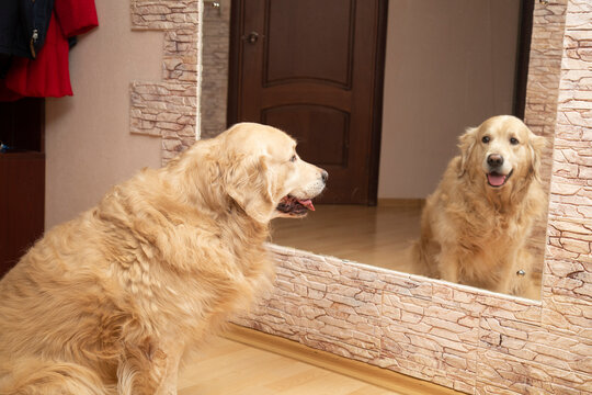 Dog Looking In Mirror Images – Browse 2,417 Stock Photos, Vectors, and ...