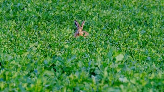 Lagomorph Bilder – Durchsuchen 7,175 Archivfotos, Vektorgrafiken und ...