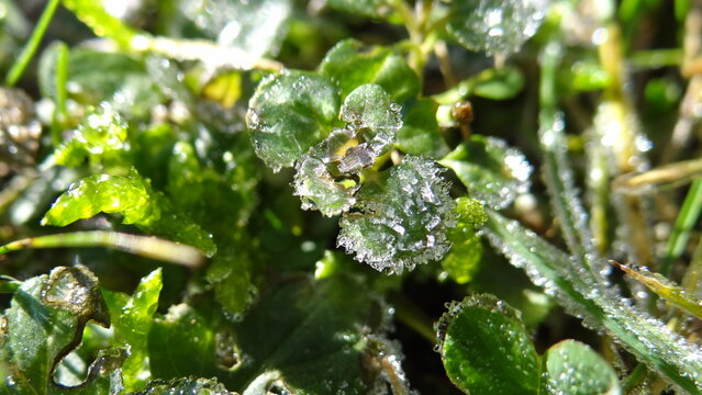 「Roslina」の写真素材 | 812件の無料イラスト画像 | Adobe Stock