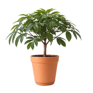 "Octopus Tree" Images – Browse 256 Stock Photos, Vectors, and Video ...